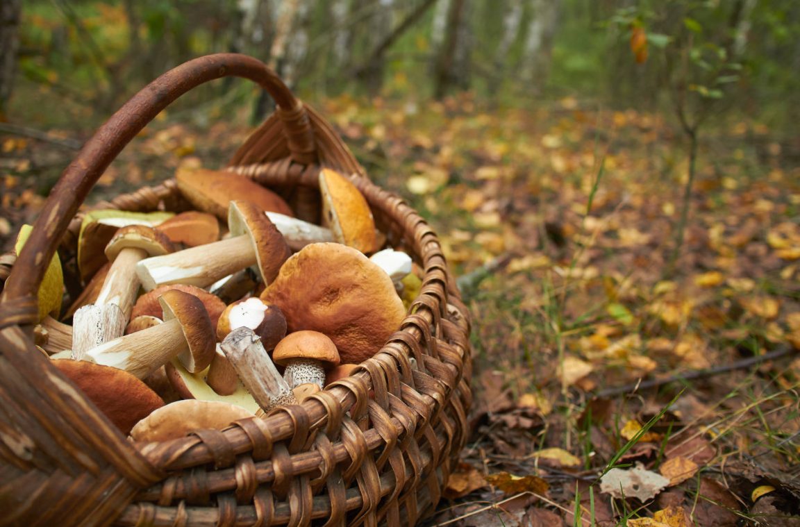 Grzybobranie – kiedy jechać na grzyby i co ze sobą zabrać? – Garneczki ...