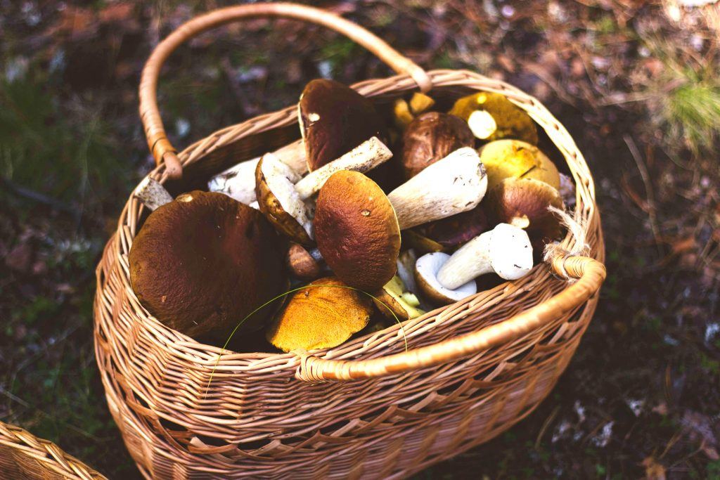 Gdzie jechać na grzyby w Polsce? Najlepsze miejsca na grzybobranie | Garneczki.pl - blog