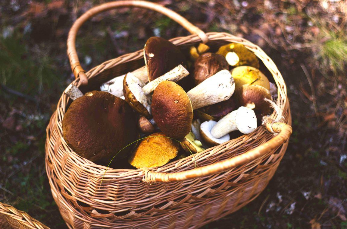 Gdzie jechać na grzyby w Polsce? Najlepsze miejsca na grzybobranie ...