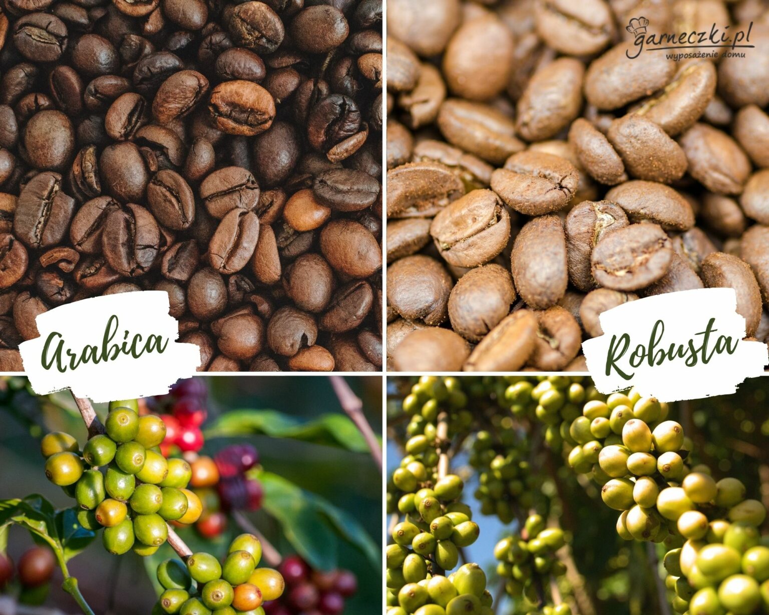 Kawa arabika i robusta – co warto o nich wiedzieć? | Garneczki.pl - blog